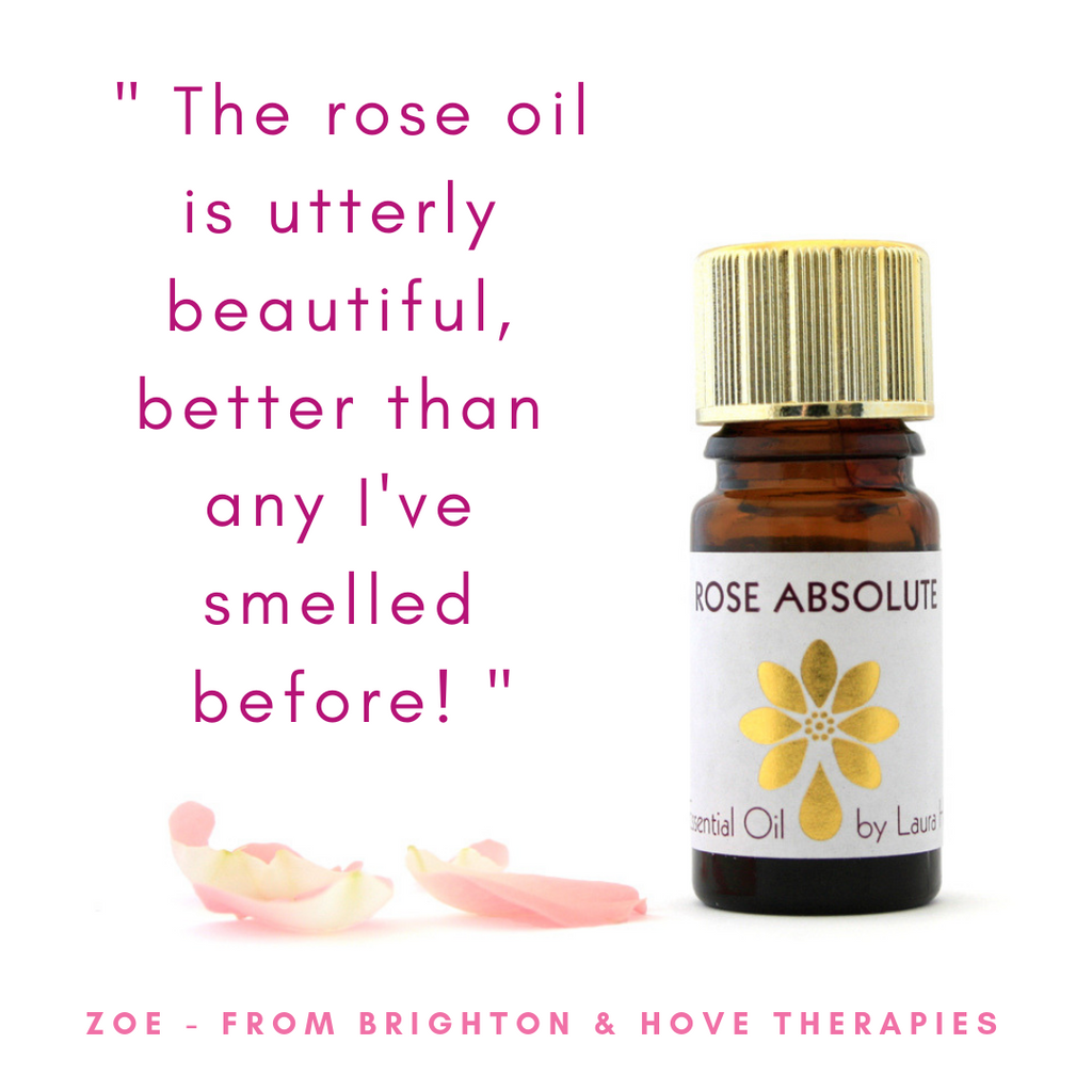 Rose Absolute – Essential Oils and You